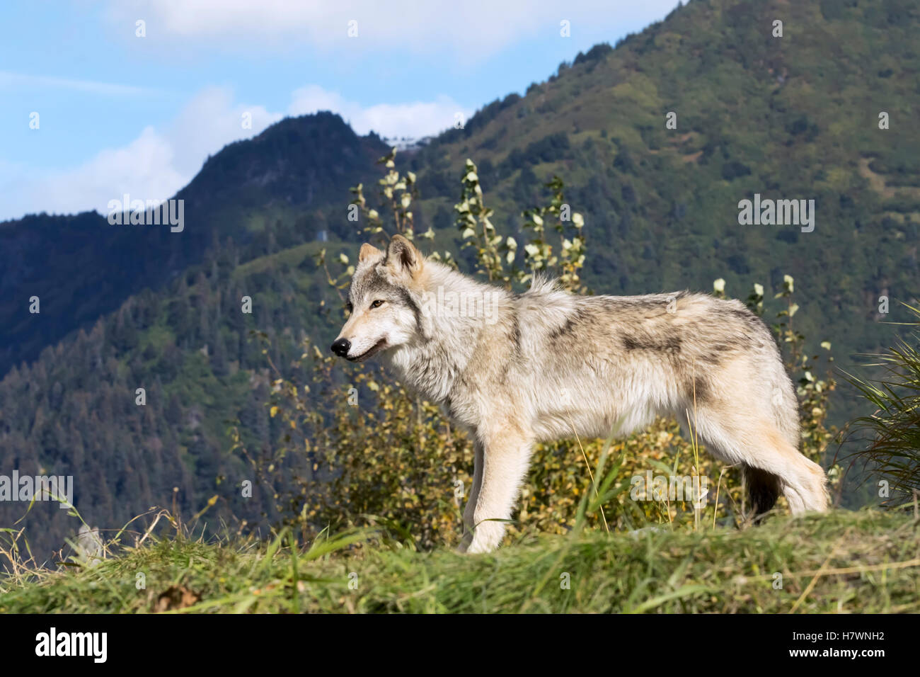 Female Gray Wolf (canis lupus), captive, Alaska Wildlife Conservation ...