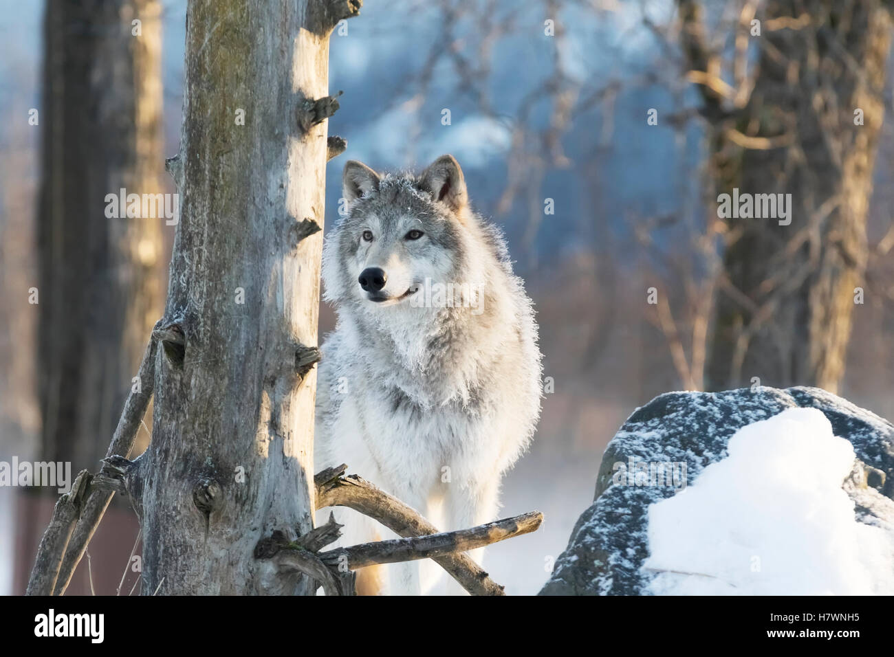 Female Gray Wolf (canis lupus), captive, Alaska Wildlife Conservation ...