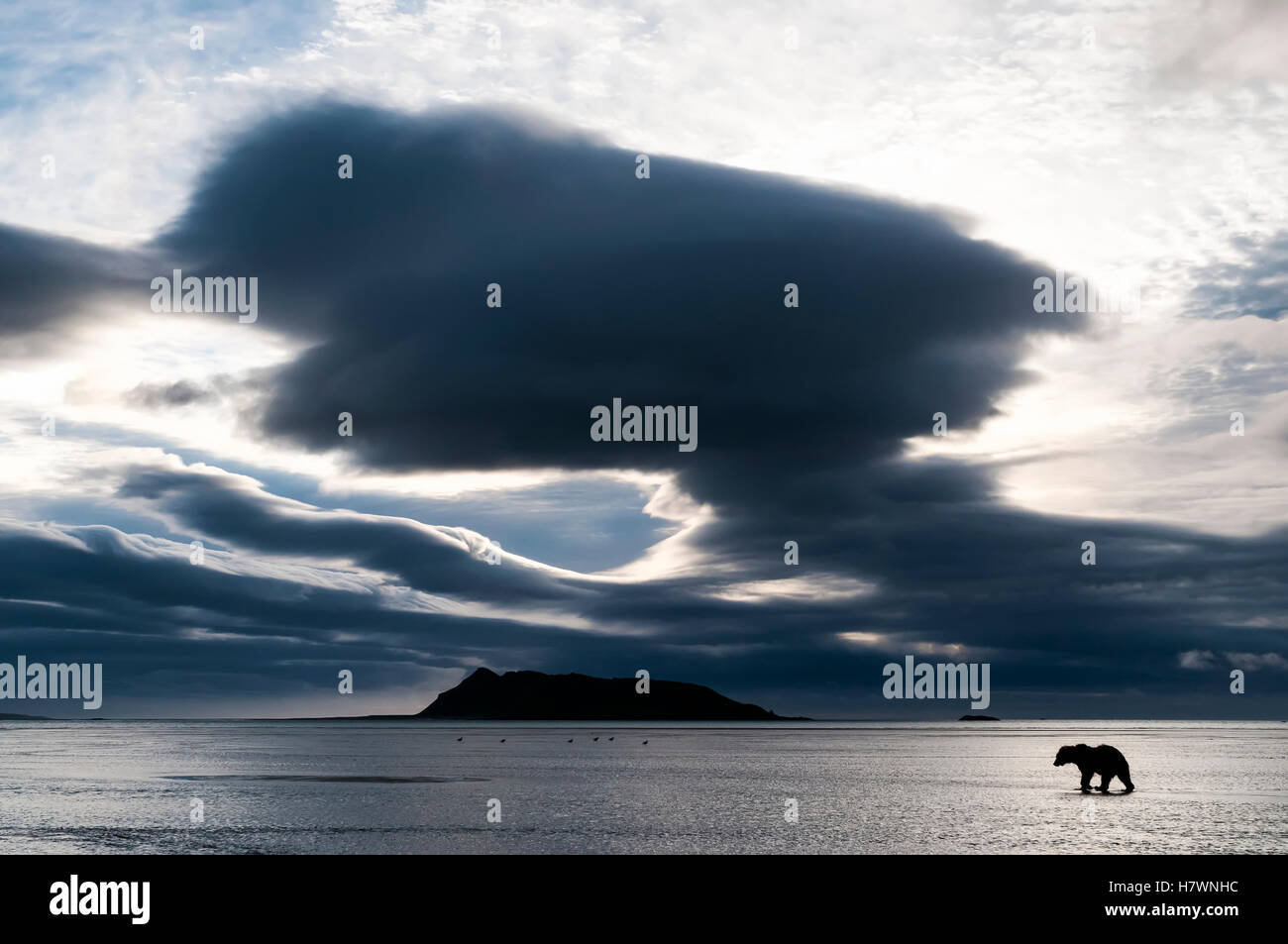 Storm clouds and a brown bear (ursus arctos) walking over a wet shore ...