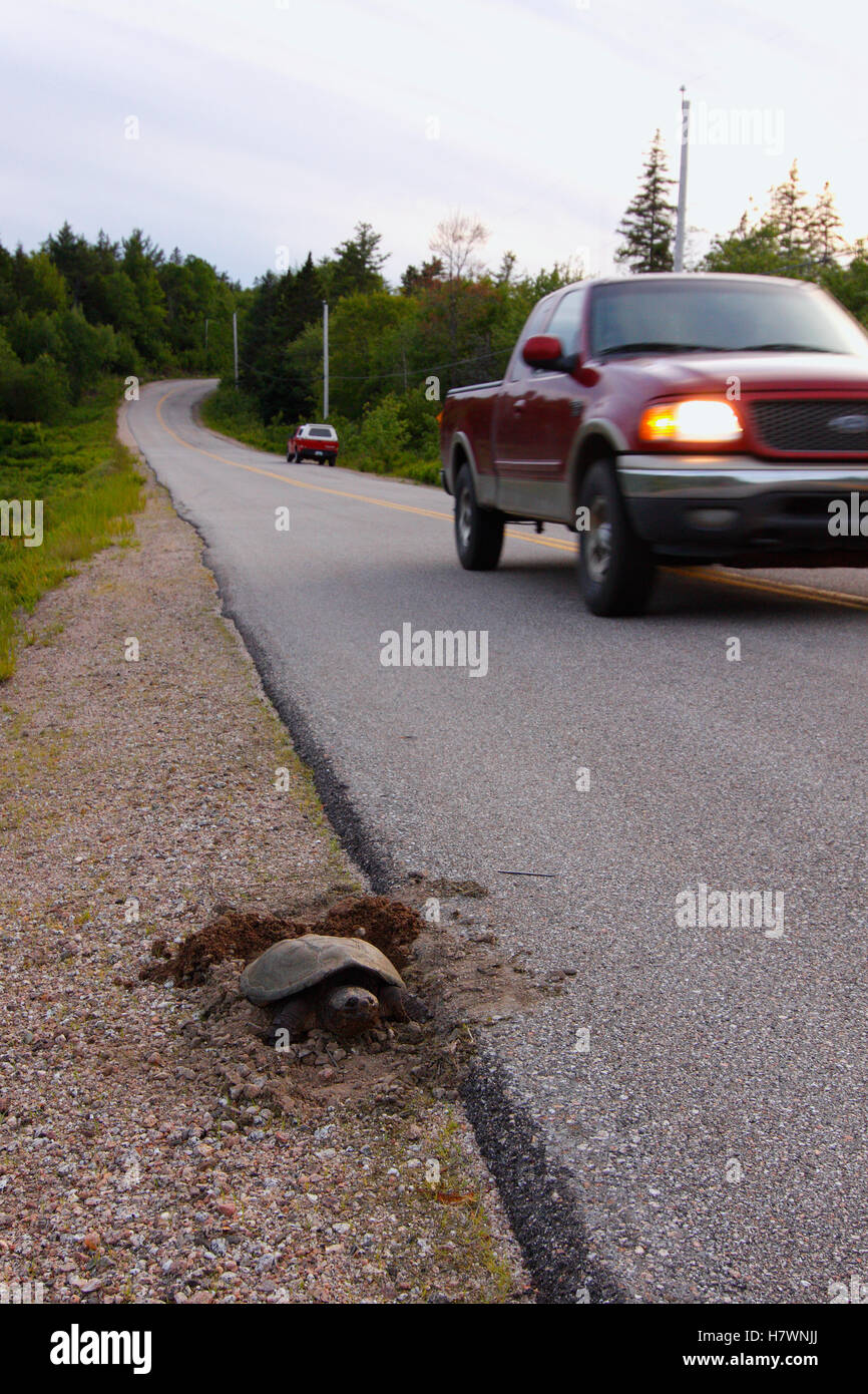 Snapping Turtle (Chelydra serpentina) laying eggs at side of highway ...