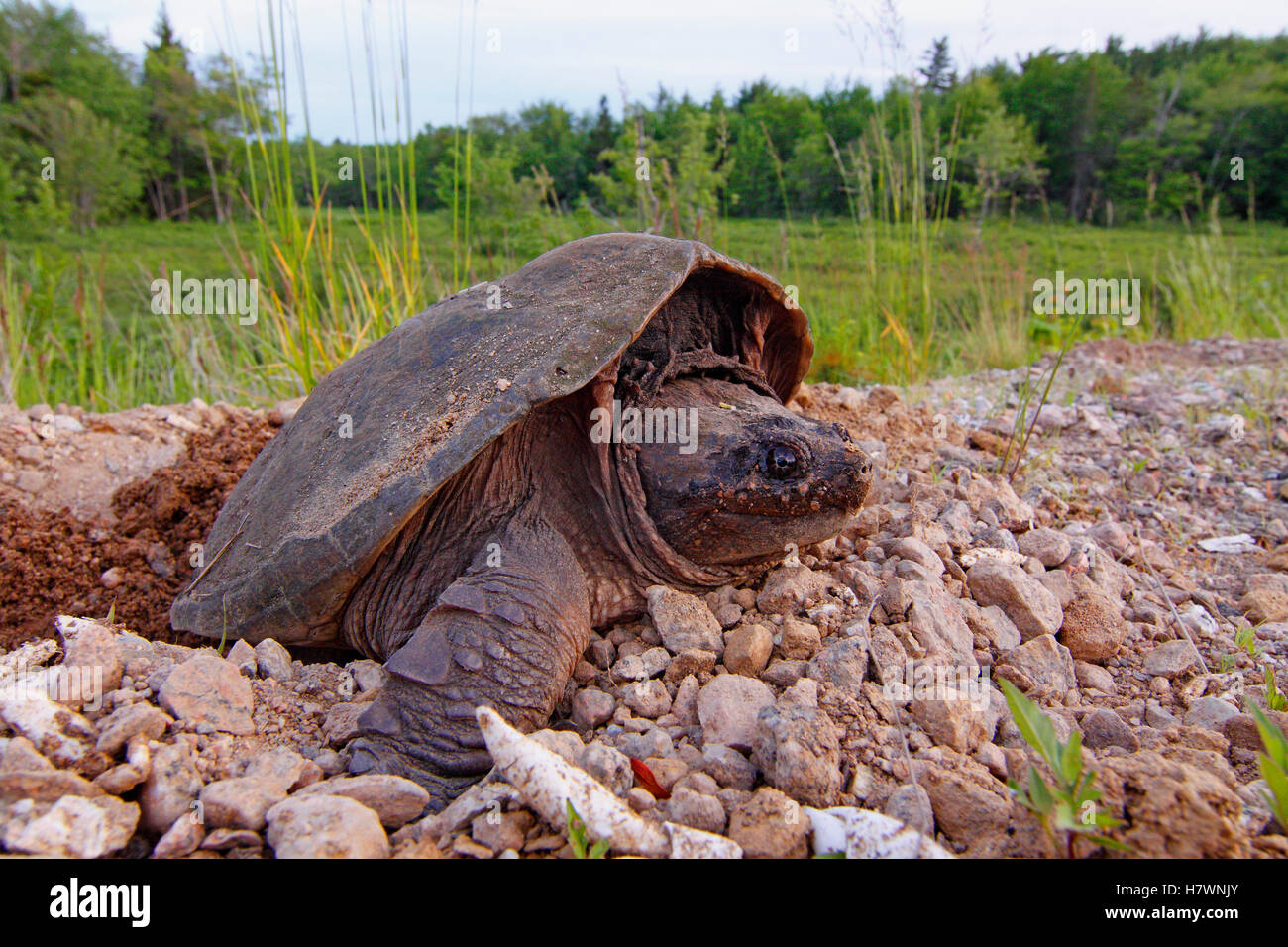 Snapping Turtle (Chelydra serpentina) laying eggs near wetland, Nova ...