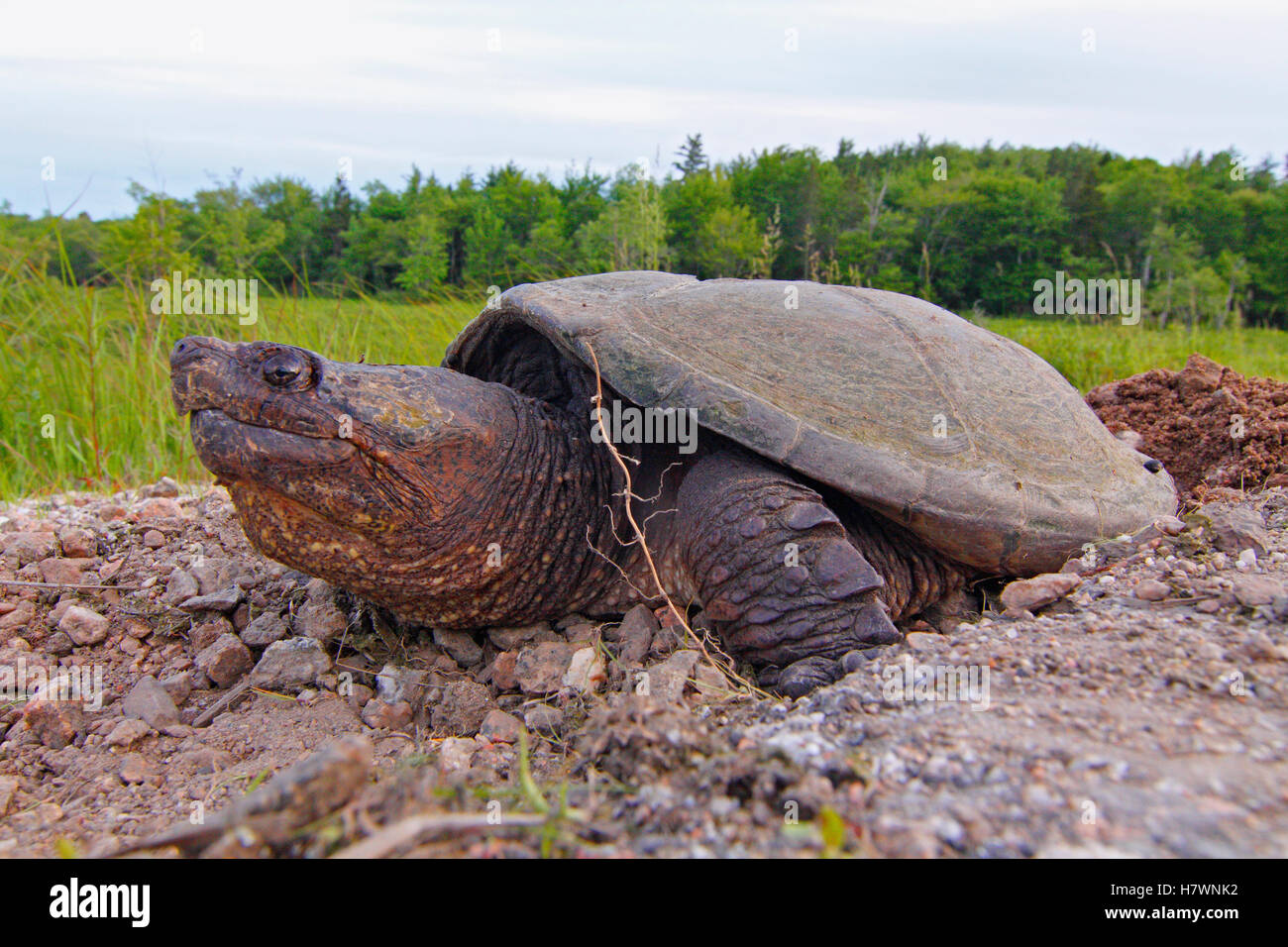 Snapping Turtle (Chelydra serpentina) laying eggs near wetland, Nova ...