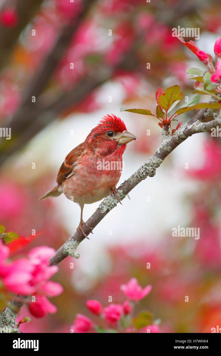 Purple Finch (Carpodacus purpureus) male in cherry tree, Nova Scotia ...