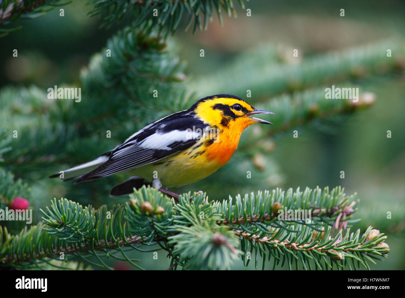 Blackburnian Warbler (Setophaga fusca) male singing in boreal forest ...