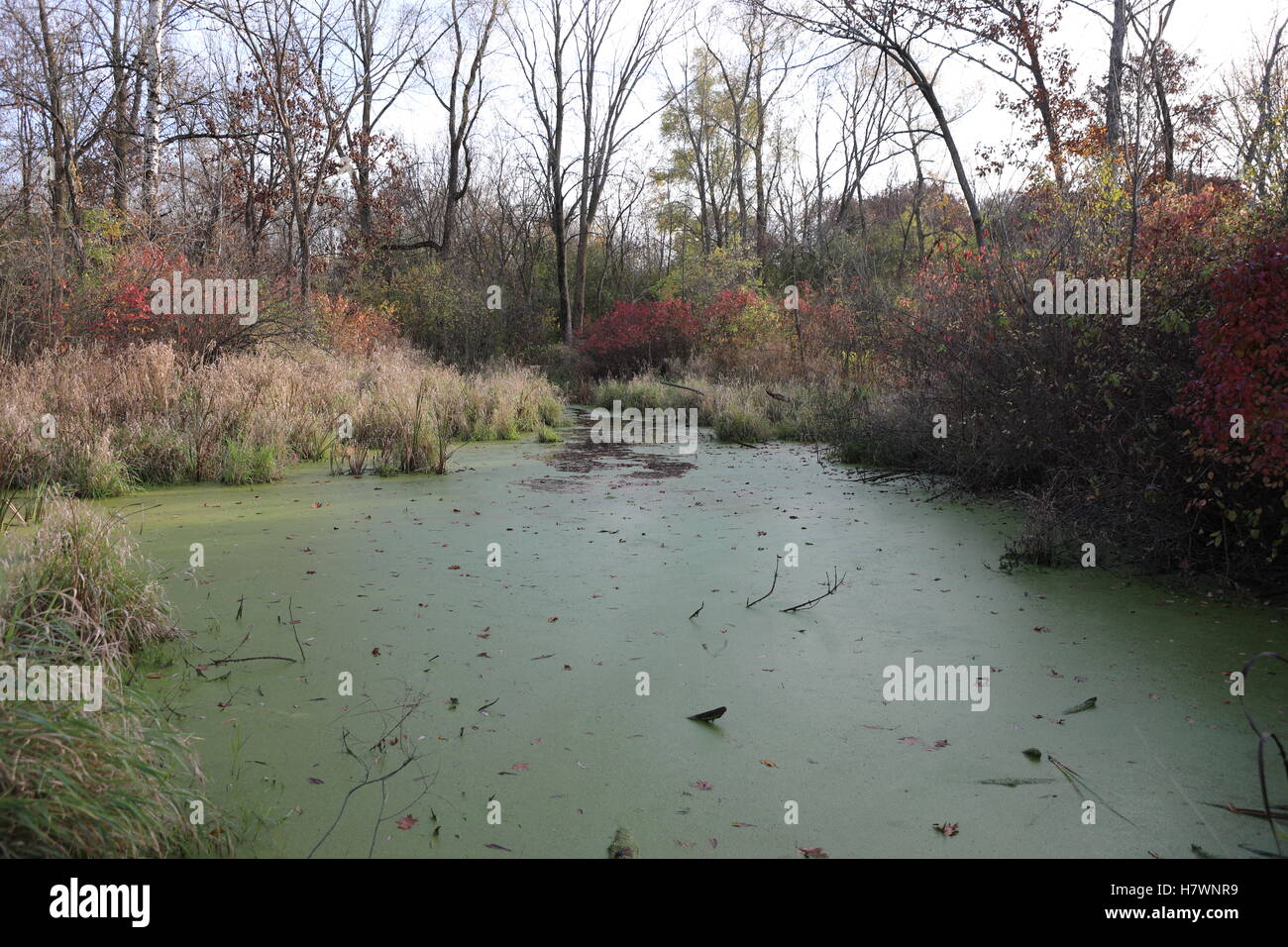 Autumn at Herrick Lake Stock Photo - Alamy