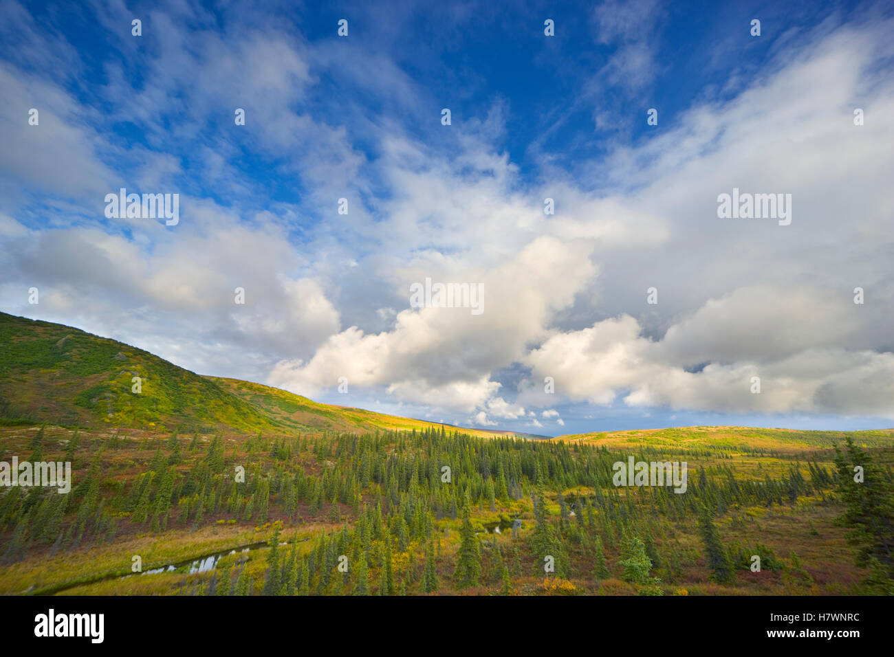Black Spruce (Picea mariana) trees on fall tundra, Denali National Park ...