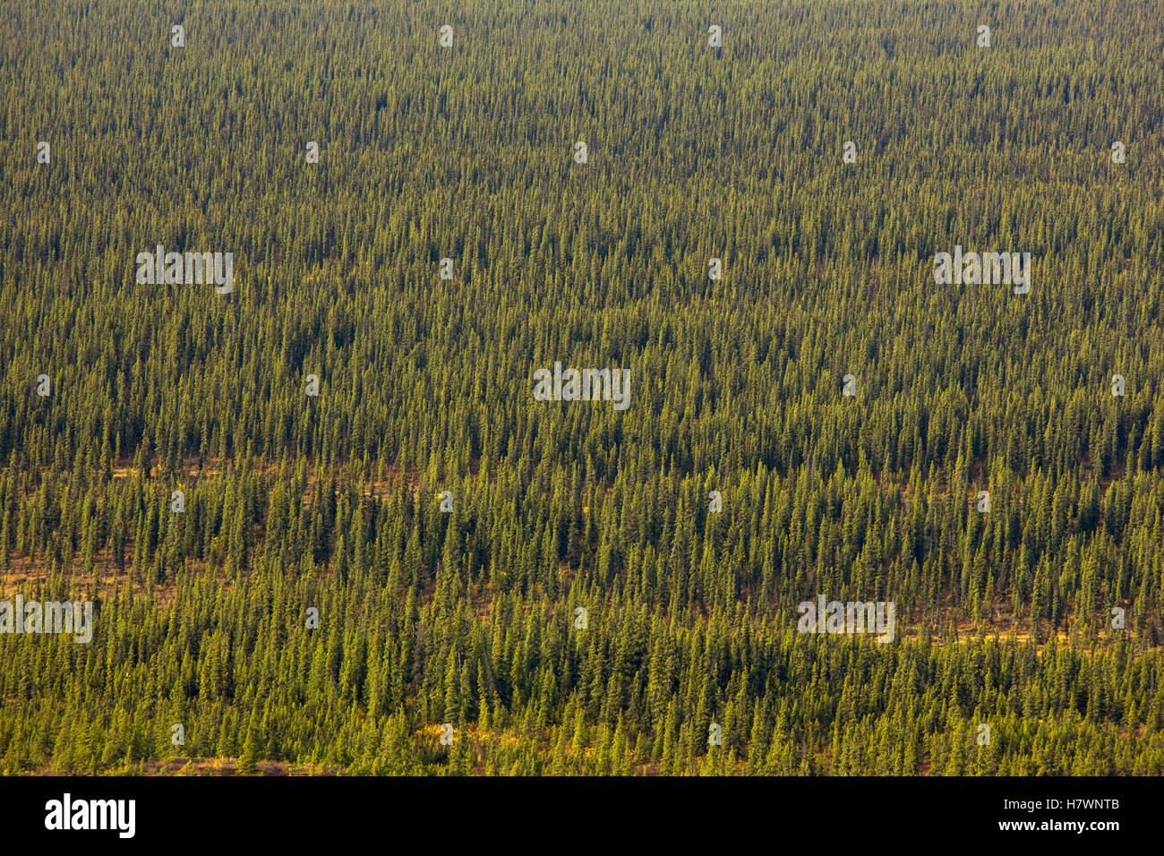 Black Spruce (Picea mariana) boreal forest in autumn, Denali National ...