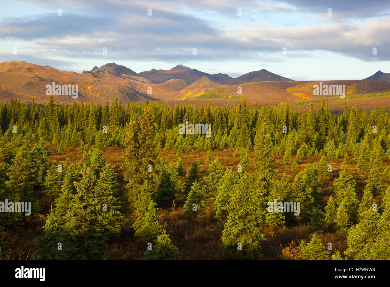 Black Spruce (Picea mariana) boreal forest and the Alaska Range, Denali ...