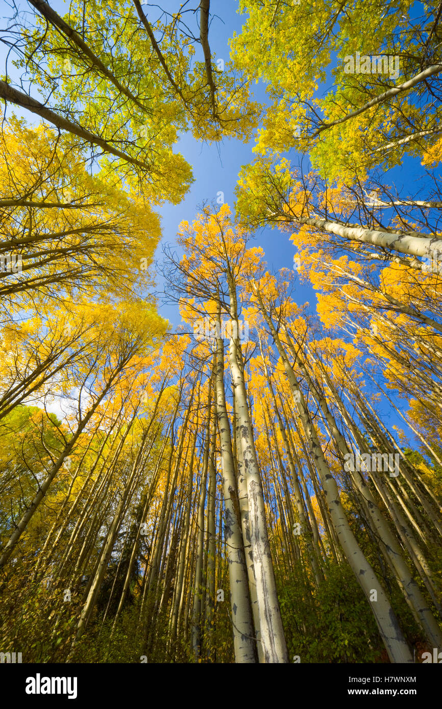 Quaking Aspen (Populus tremuloides) trees in fall near the Alaska ...