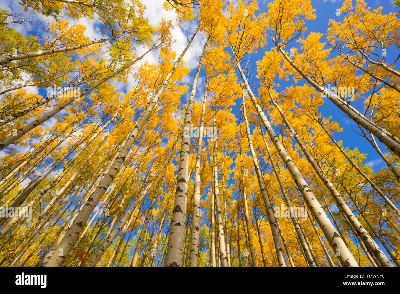 Quaking Aspen (Populus tremuloides) trees in fall near the Alaska Highway, British Columbia ...