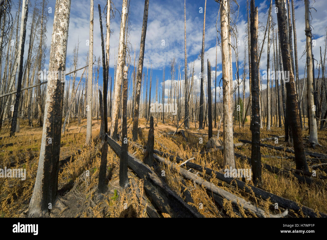 Coniferous trees burned by forest fire, Yellowstone National Park ...