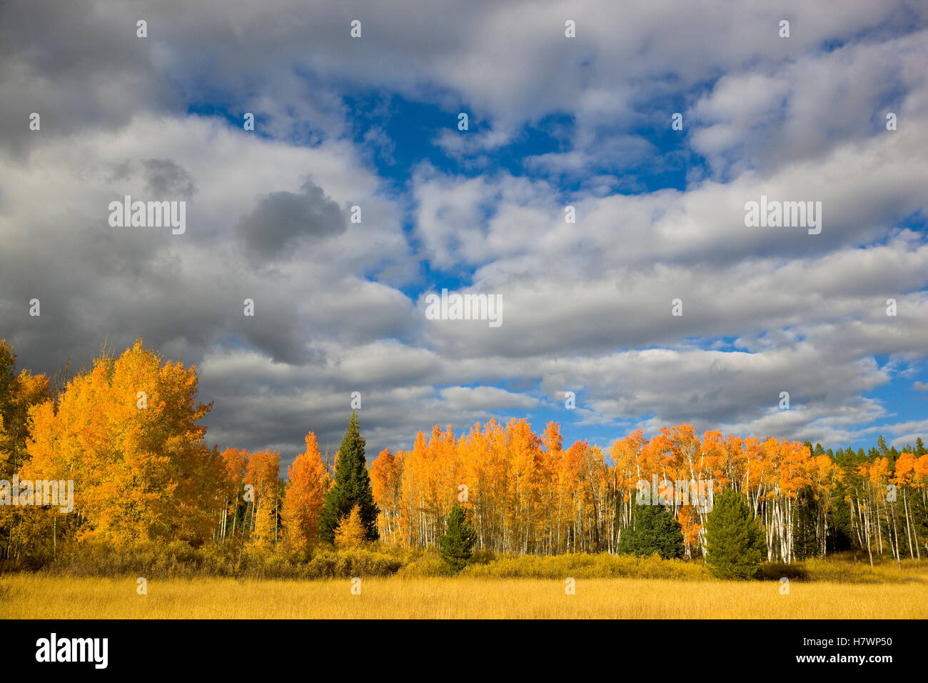 Quaking Aspen (Populus tremuloides) in fall colors in an alpine meadow ...