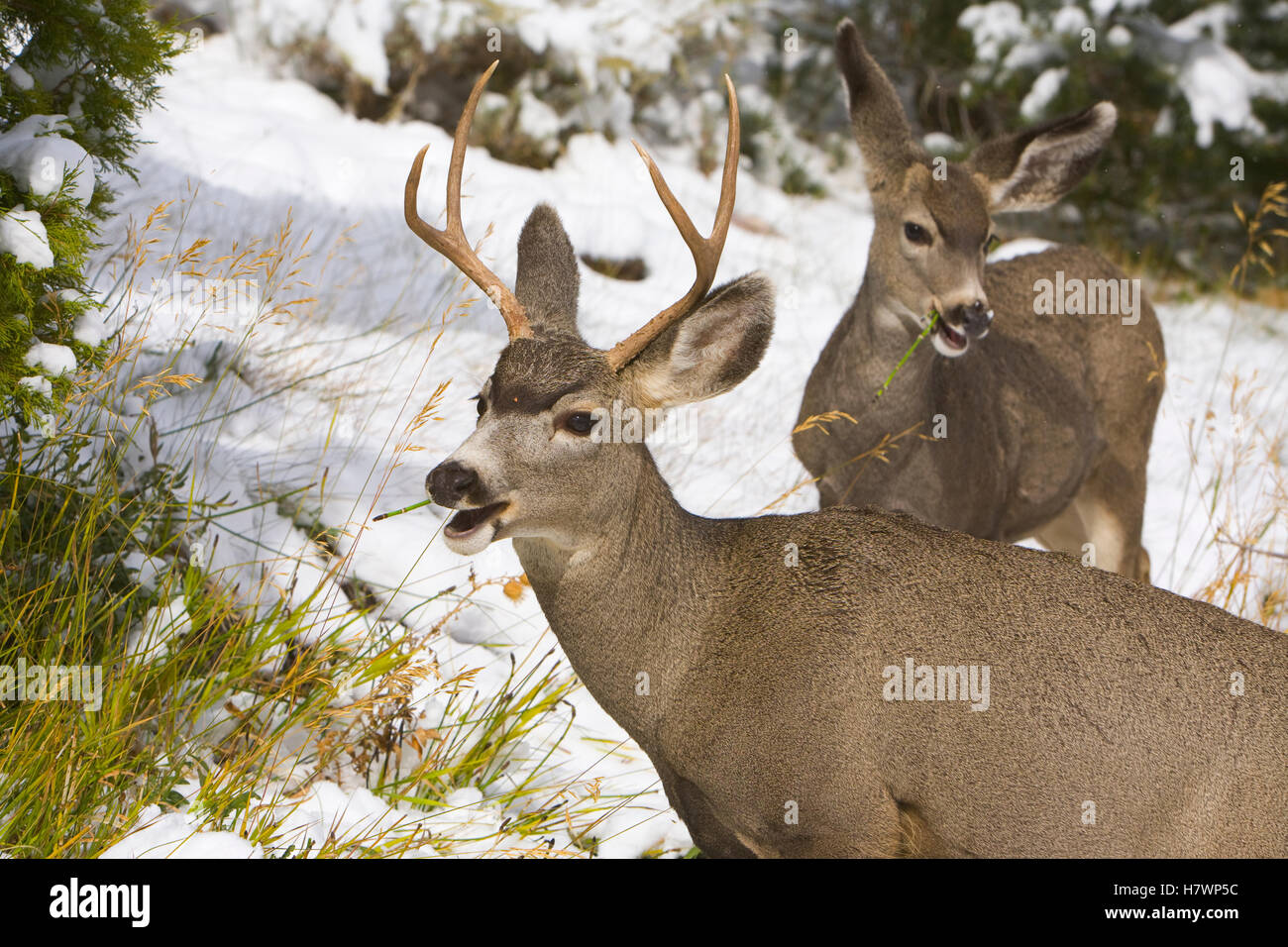 Mule Deer (Odocoileus hemionus hemionus) buck and doe eating, Great ...