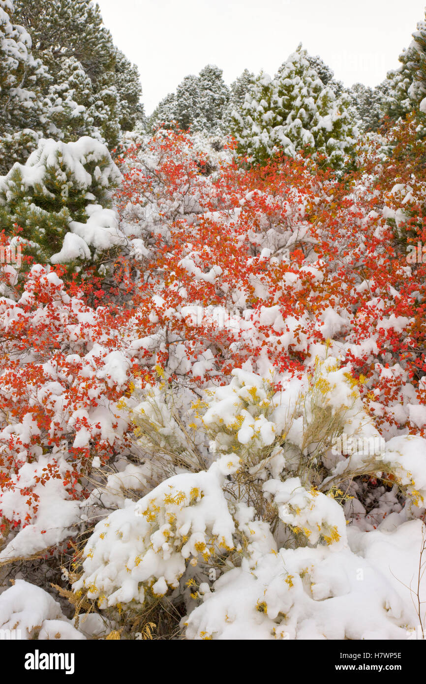 Oak (Quercus sp) leaves and Single-leaf Pinyon Pine (Pinus monophylla ...