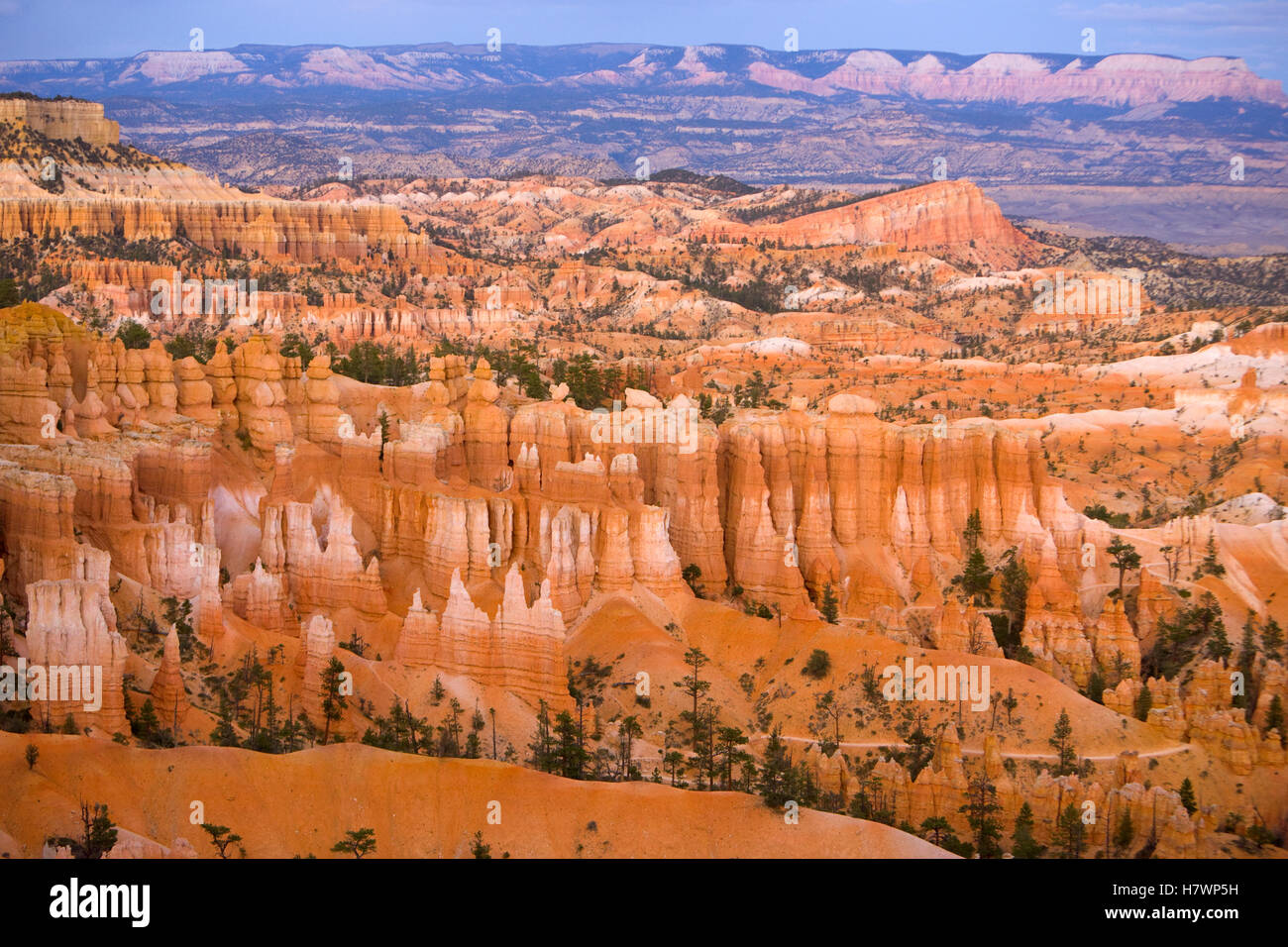 Colorful hoodoos, sandstone spires in alpenglow, Bryce Canyon National ...