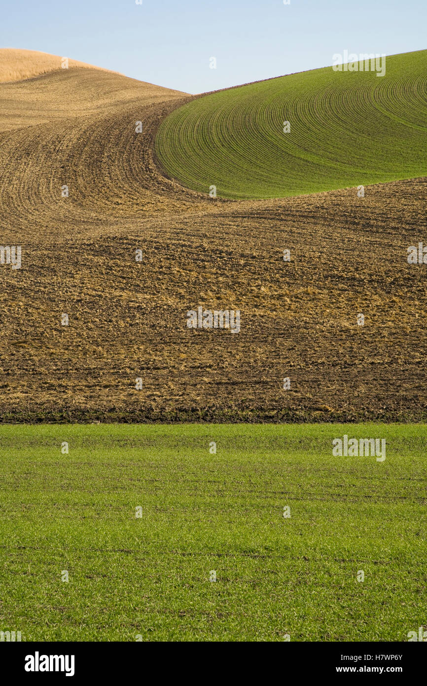 Harvested and freshly ploughed wheat fields with winter wheat already ...