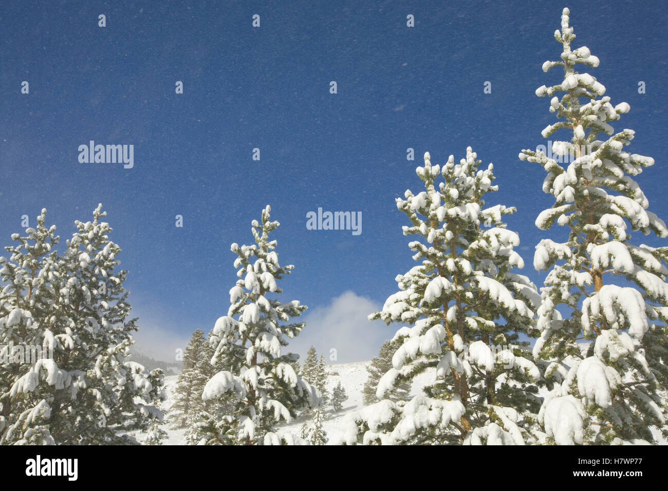 Lodgepole Pine (Pinus contorta) trees bending in strong wind, Inyo ...