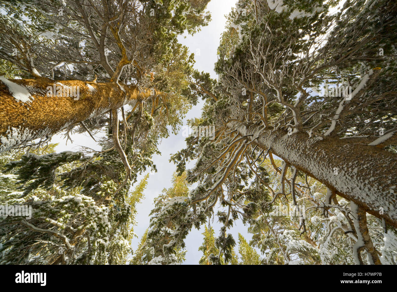 Lodgepole Pine (Pinus contorta) trees, Inyo National Forest, California ...