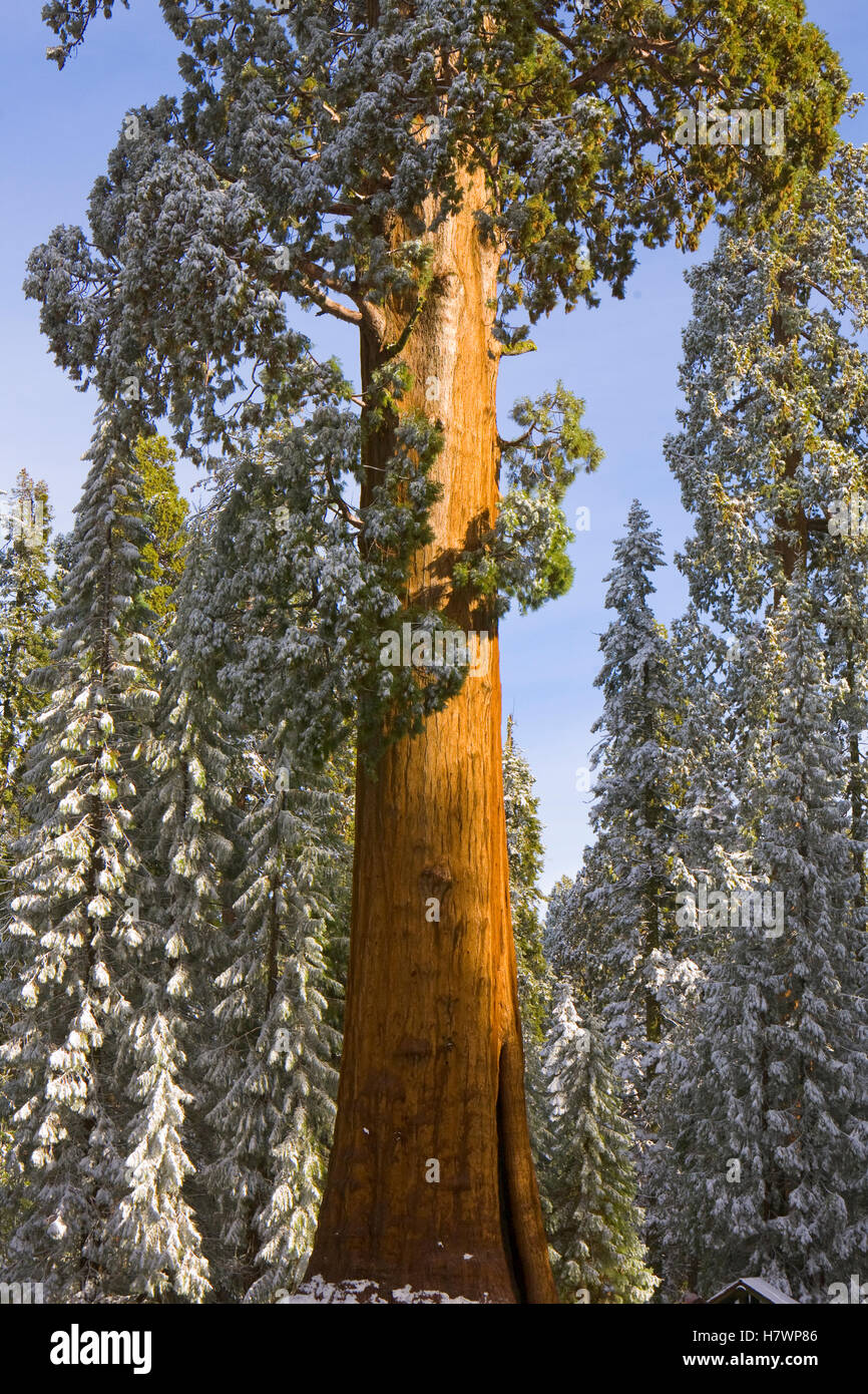 Giant Sequoia (Sequoiadendron giganteum) after first snow, Sequoia National Park, California ...
