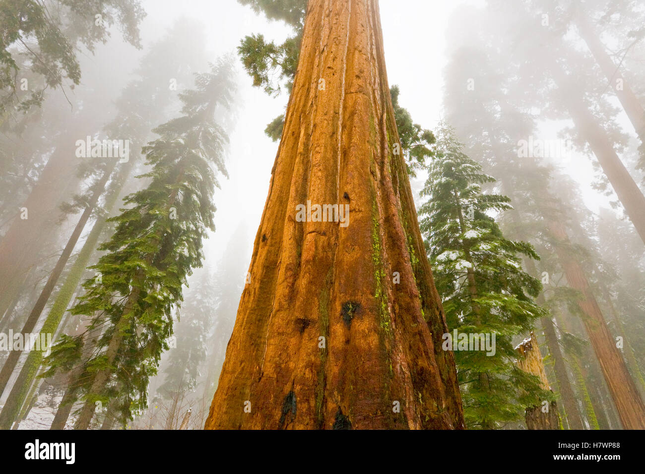 Giant Sequoia (Sequoiadendron giganteum) trees in snow and fog, Sequoia National Park ...