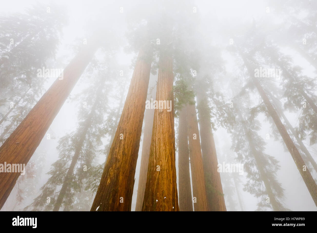 Giant Sequoia (Sequoiadendron giganteum) trees in snow and fog, Sequoia National Park ...