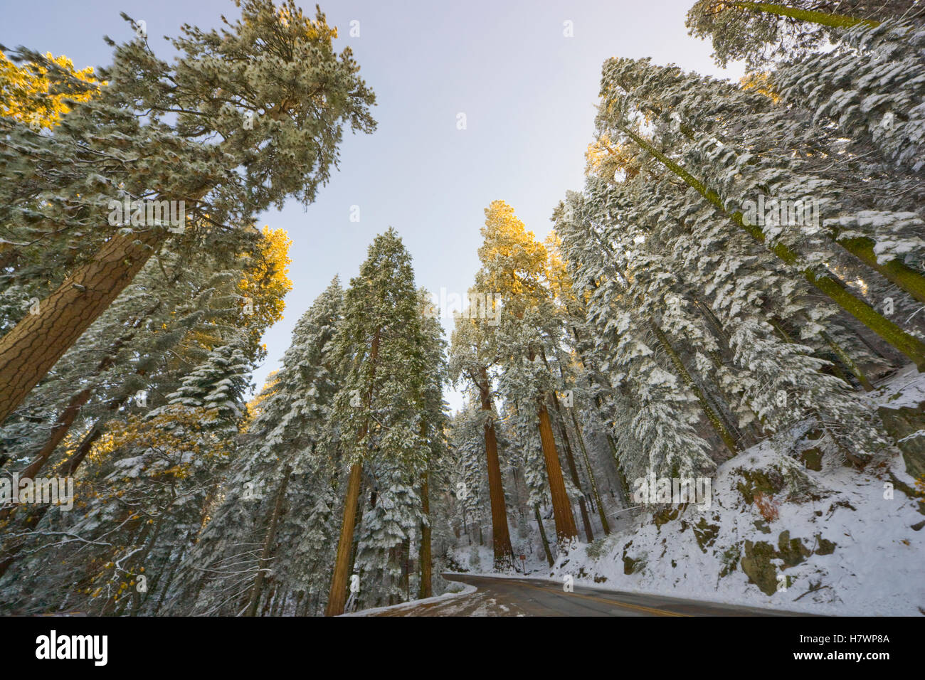 Giant Sequoia (Sequoiadendron giganteum) trees after first snow, Sequoia National Park ...