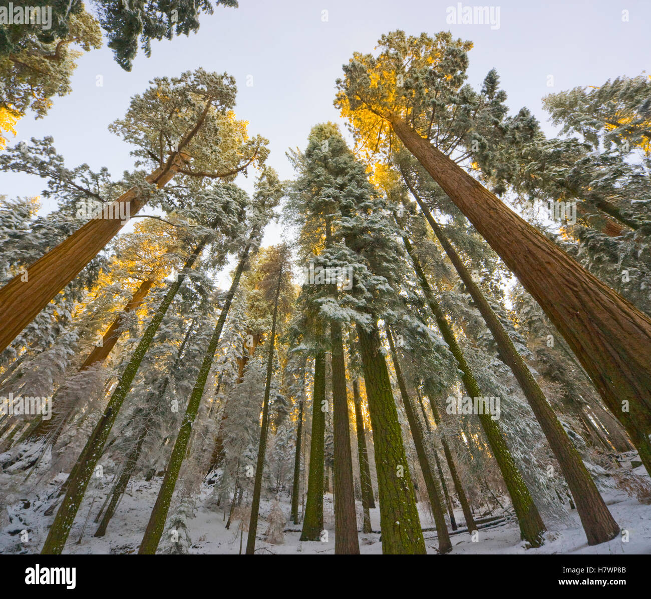 Giant Sequoia (Sequoiadendron giganteum) trees after first snow ...