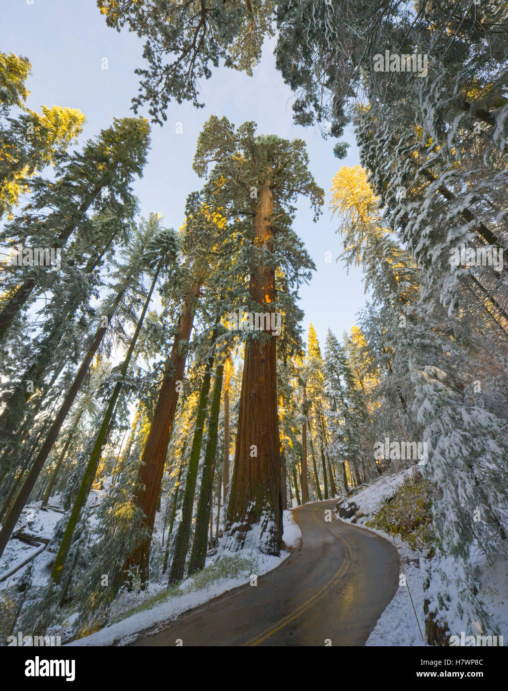 Giant Sequoia (Sequoiadendron giganteum) trees after first snow, Sequoia National Park ...
