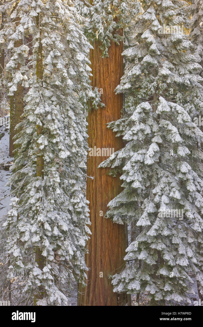 Giant Sequoia (Sequoiadendron giganteum) tree after first snow, Sequoia National Park ...