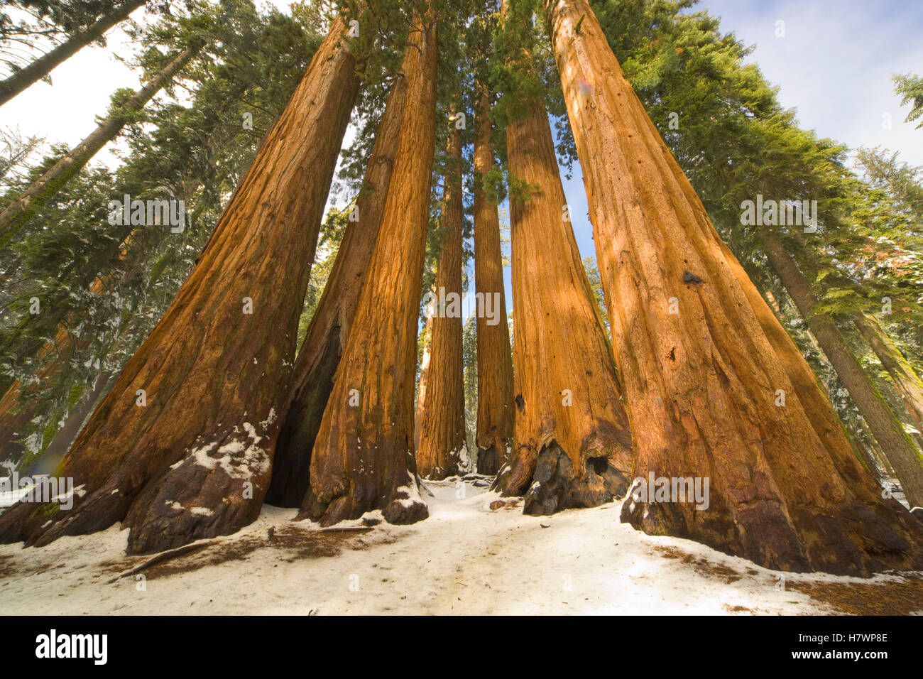 Giant Sequoia (Sequoiadendron giganteum) trees after first snow, Sequoia National Park ...