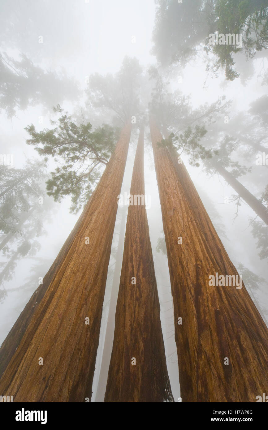 Giant Sequoia (Sequoiadendron giganteum) trees in snow and fog, Sequoia National Park ...