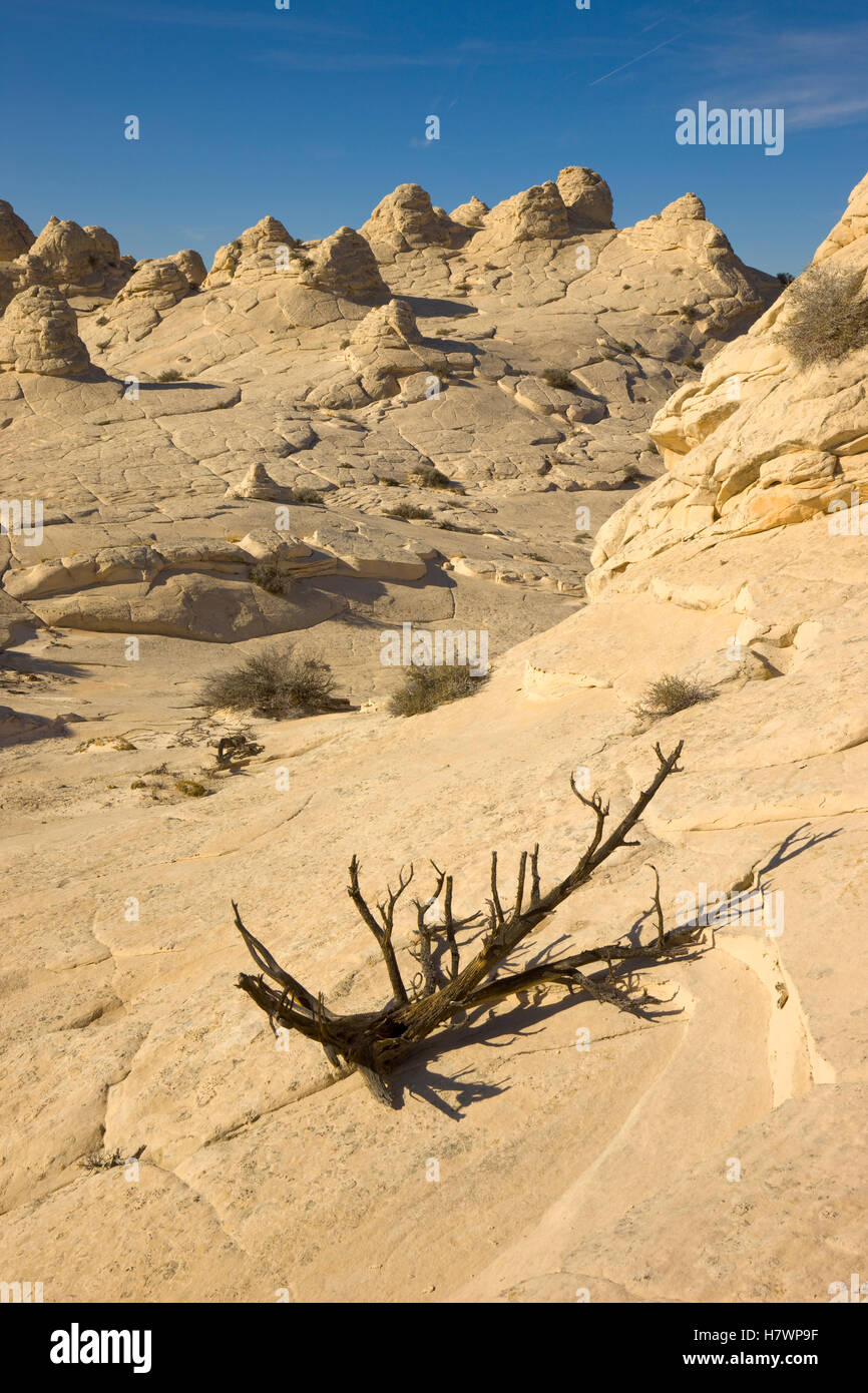 Sandstone formations, Colorado Plateau, Coyote Buttes, Arizona Stock ...