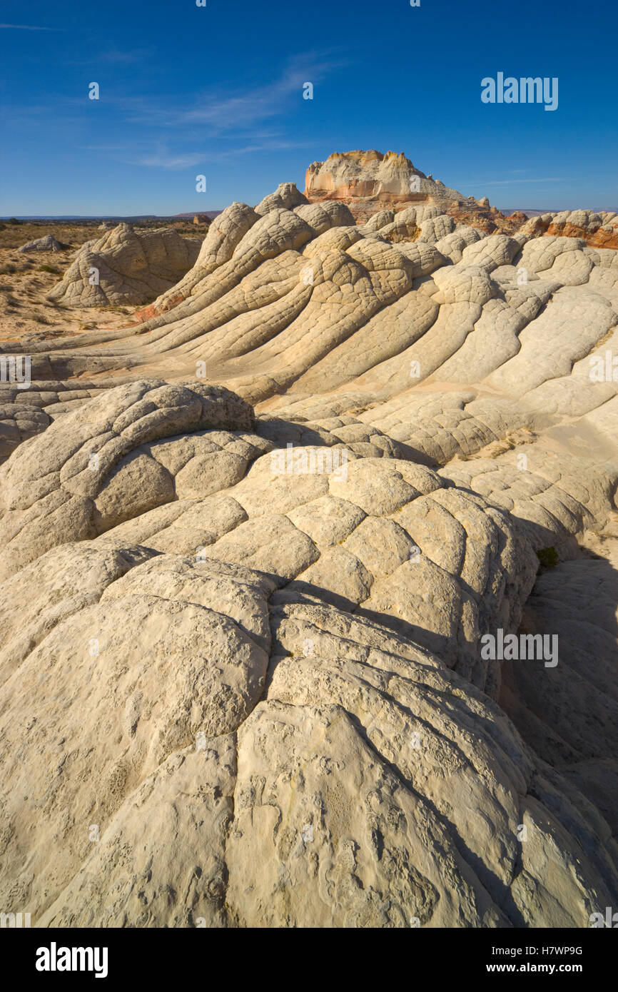 Sandstone formations, Colorado Plateau, Coyote Buttes, Arizona Stock ...