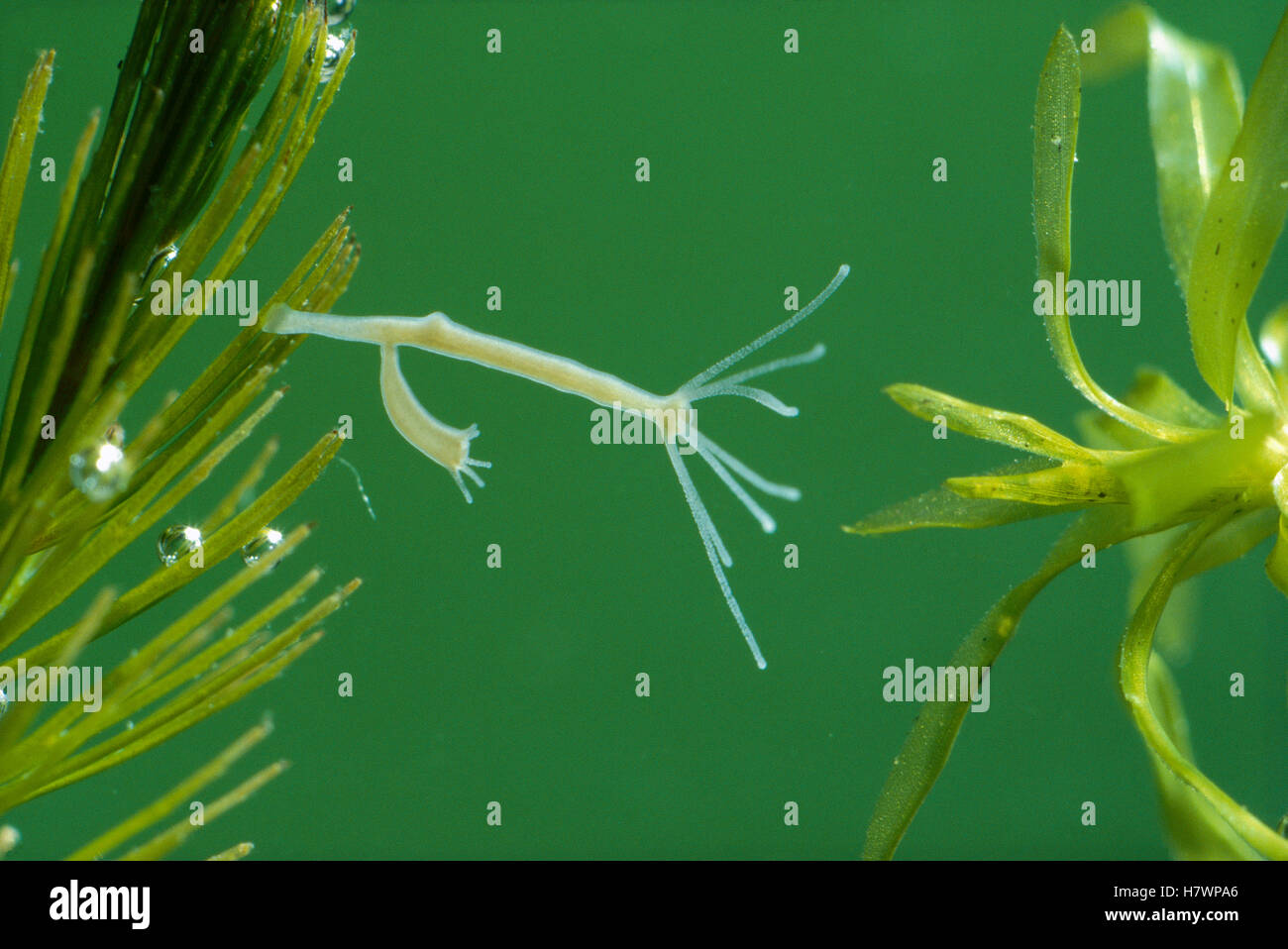 Hydra (Hydra vulgaris), Germany Stock Photo - Alamy