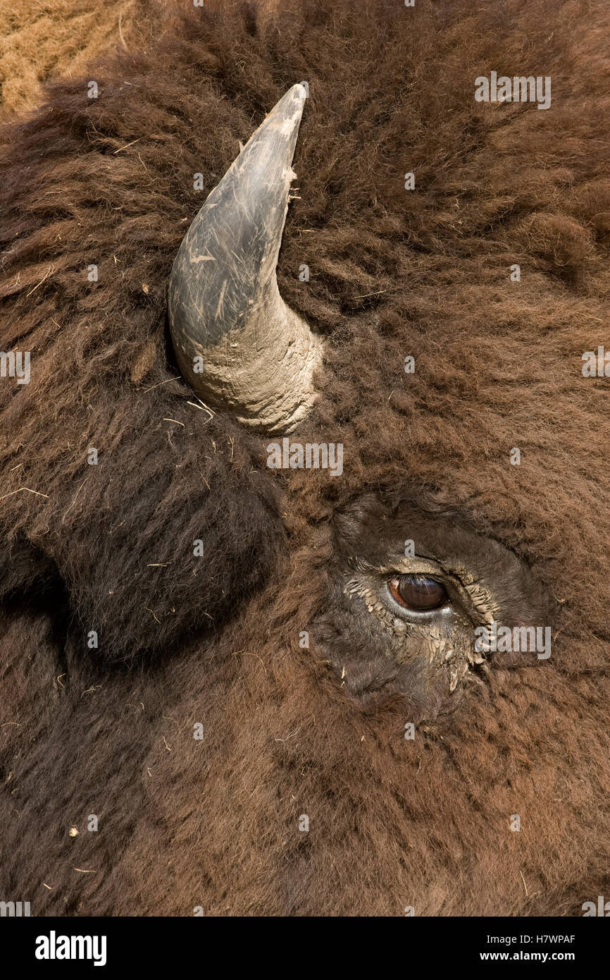 American Bison (Bison bison) face, western Montana Stock Photo - Alamy