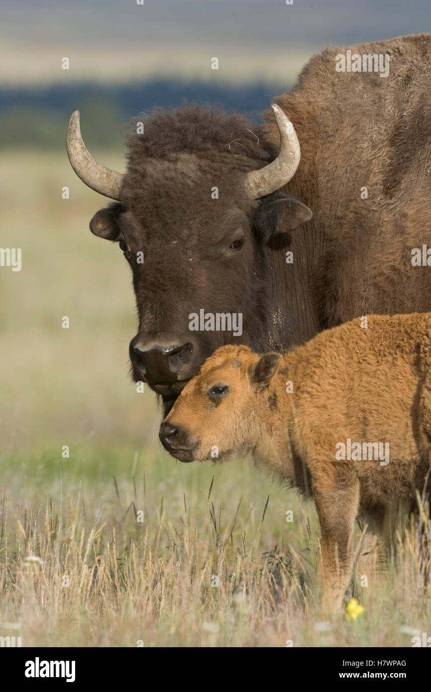 American Bison (Bison bison) cow and calf, western Montana Stock Photo ...