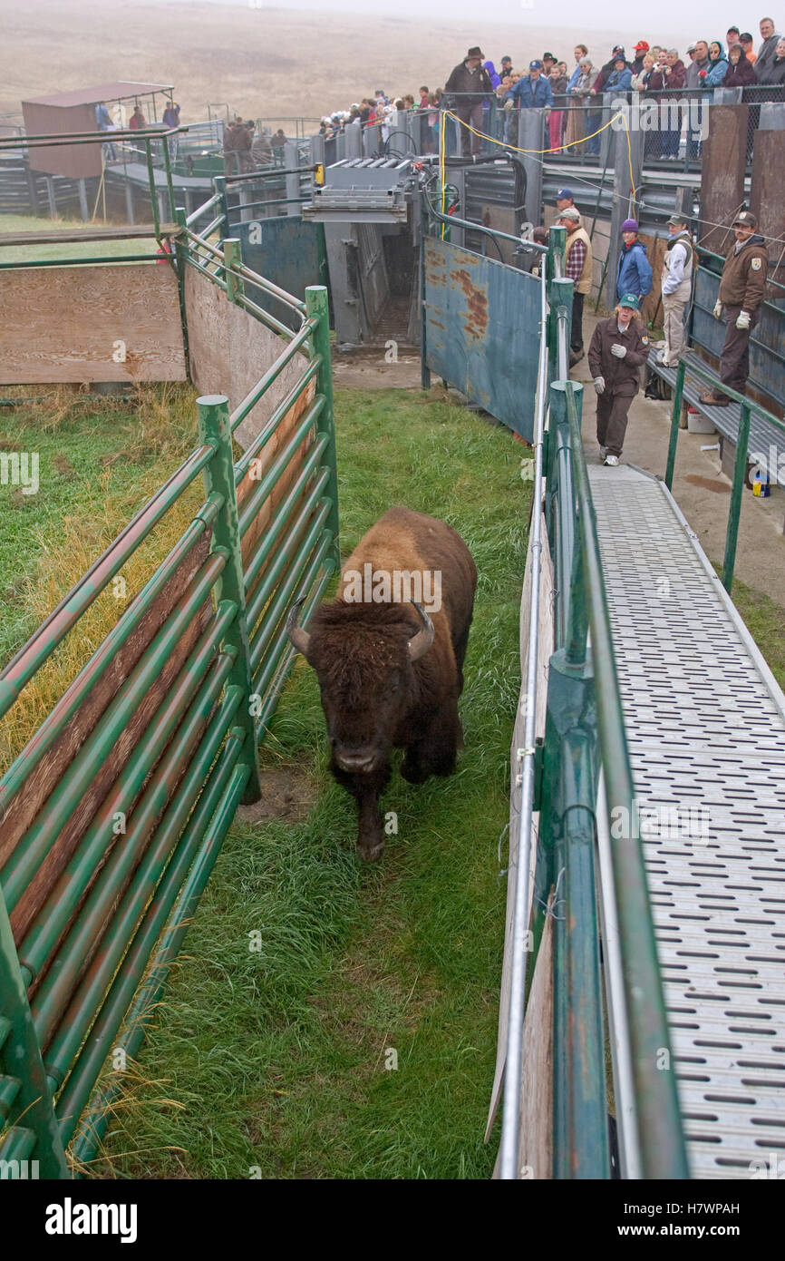 American Bison (Bison bison) in paddock at annual roundup, National ...