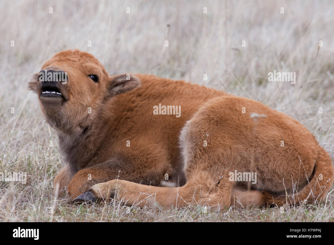 American Bison (Bison bison) calf calling, western Montana Stock Photo ...
