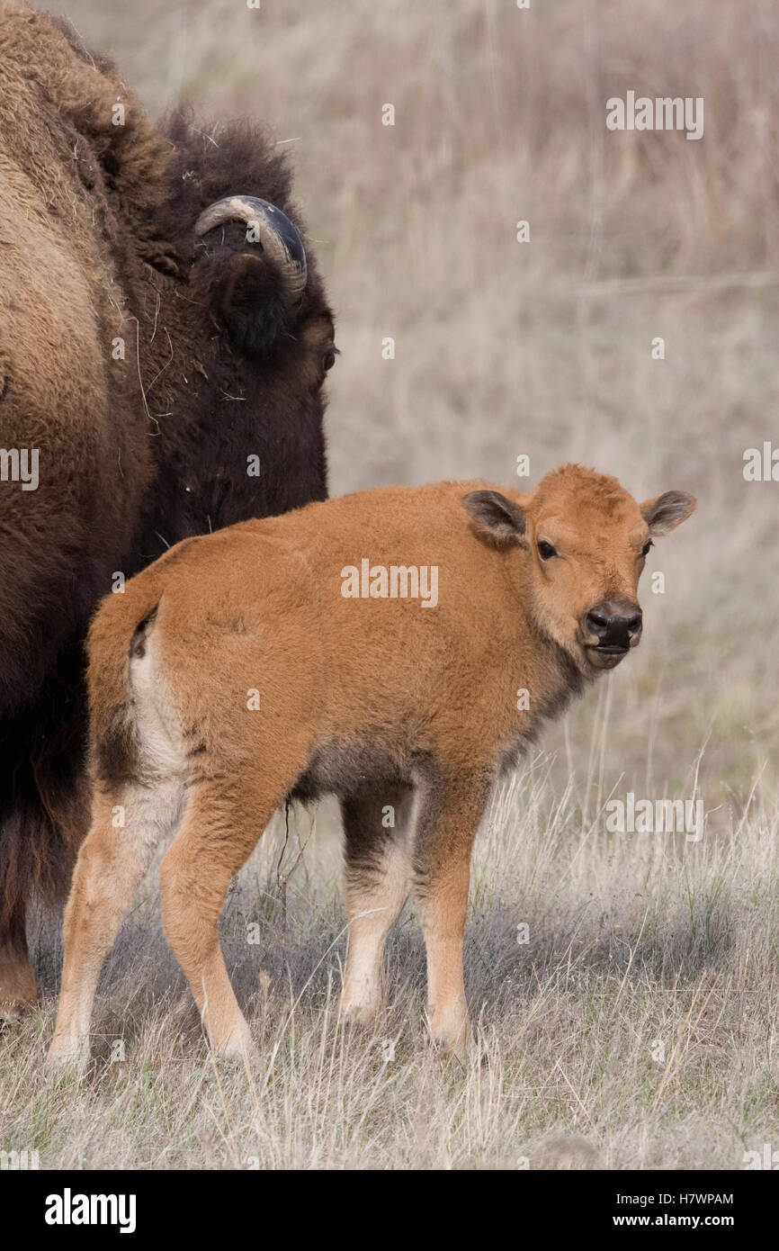 American Bison (Bison bison) cow and calf, western Montana Stock Photo ...