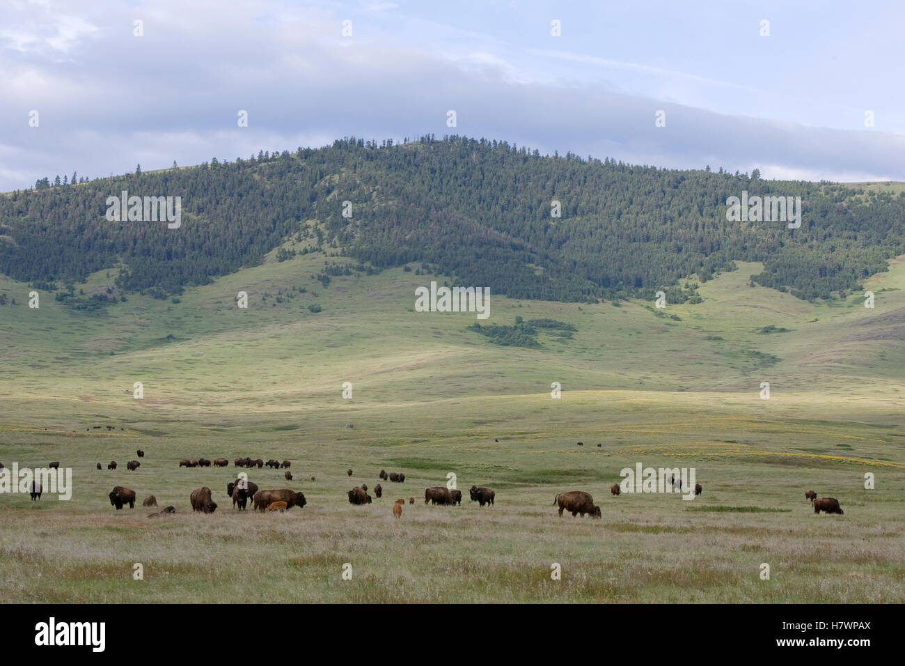 American Bison (Bison bison) herd in National Bison Range, Montana ...