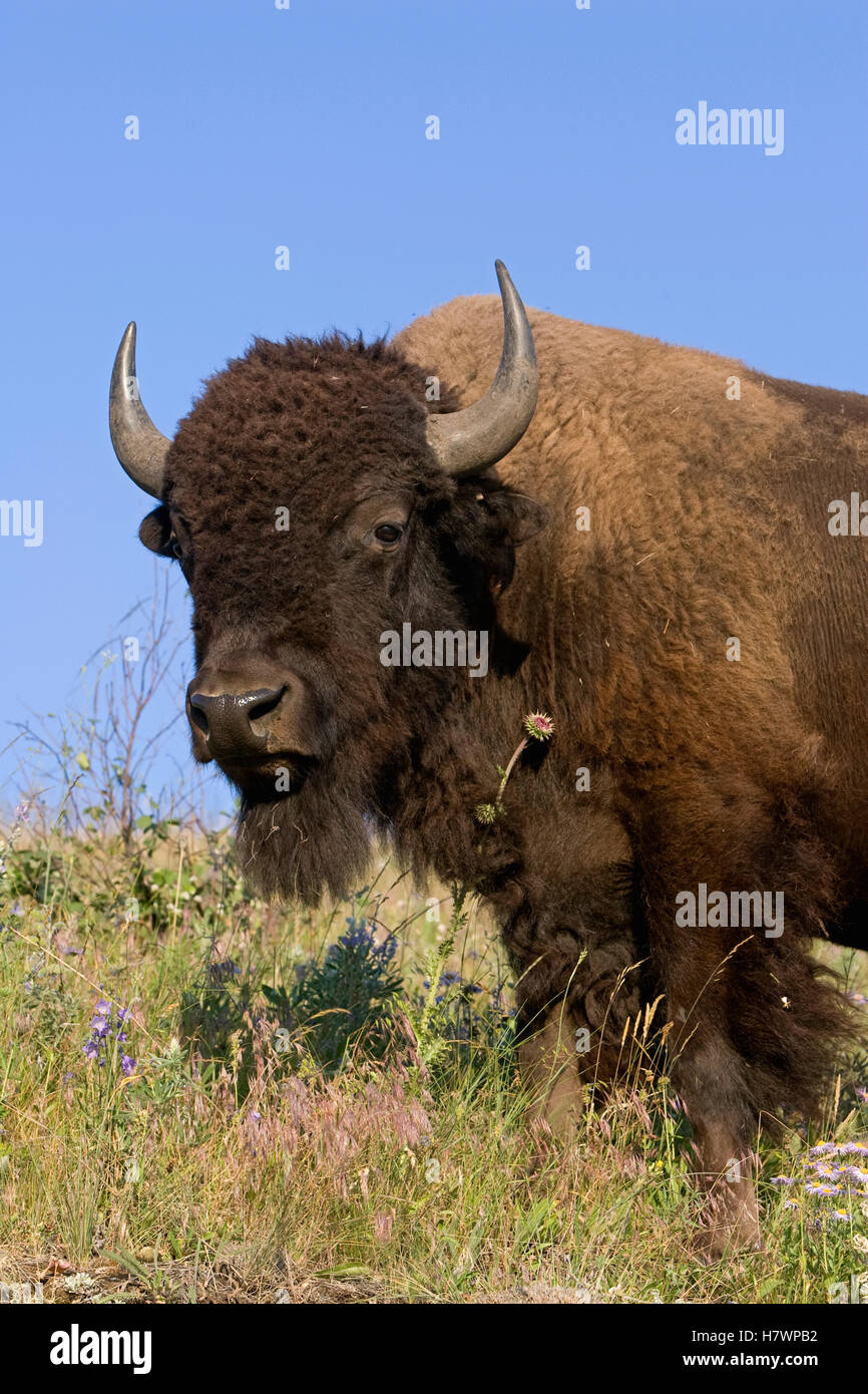 American Bison (Bison bison) bull, western Montana Stock Photo - Alamy
