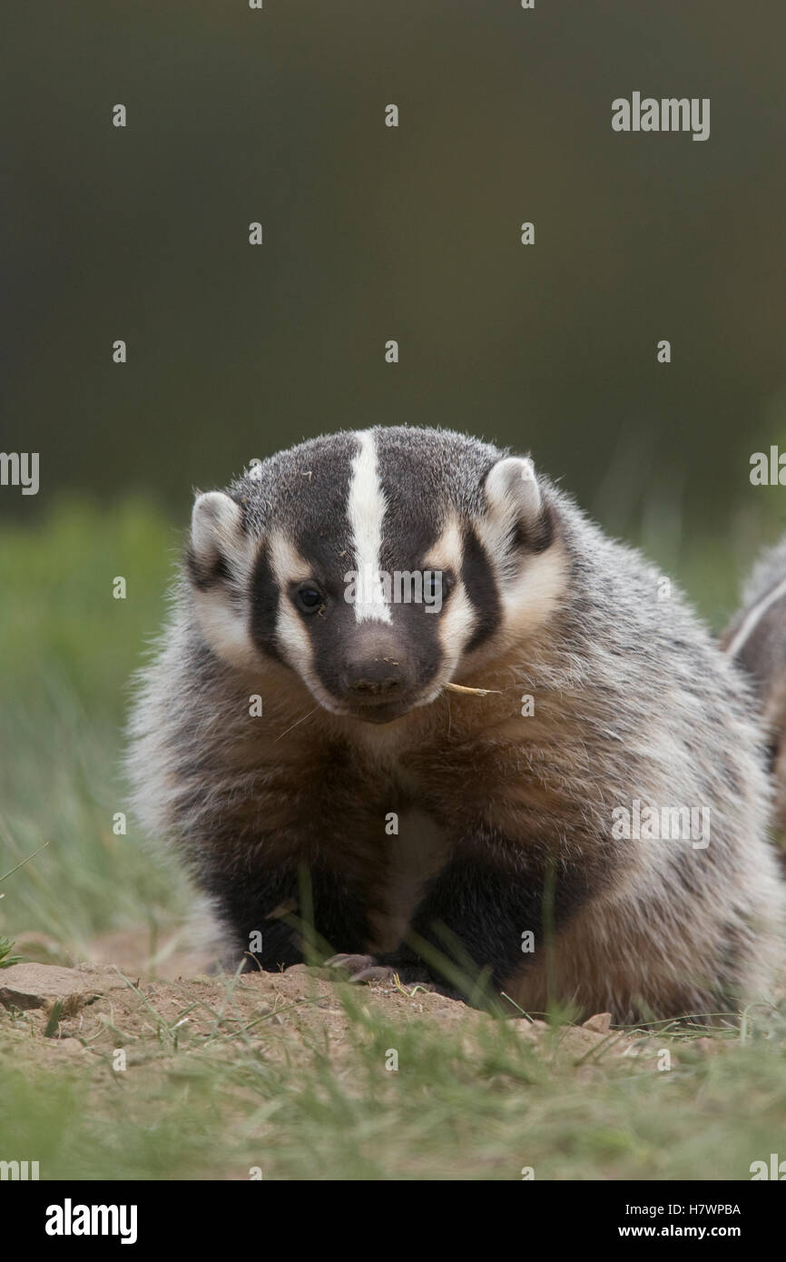Young american badger hi-res stock photography and images - Alamy