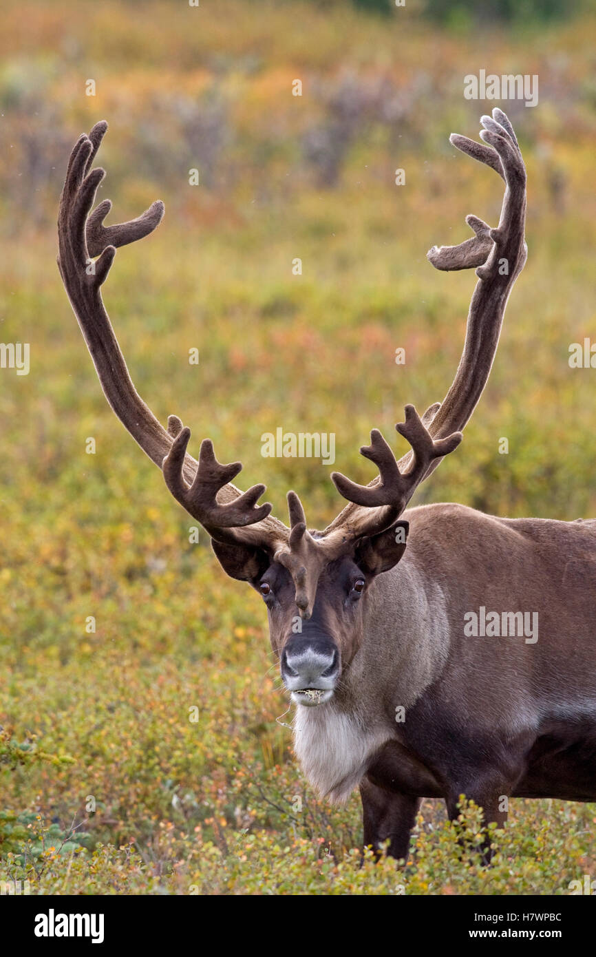 Caribou (Rangifer tarandus) bull in velvet, central Alaska Stock Photo ...