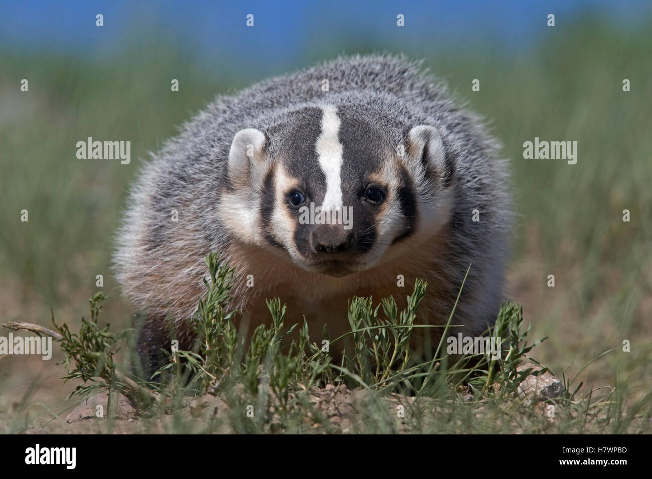 American Badger (Taxidea taxus) young, western Montana Stock Photo - Alamy