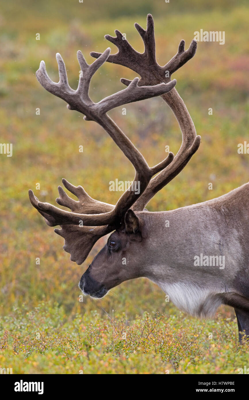 Caribou (Rangifer tarandus) bull in velvet, central Alaska Stock Photo ...