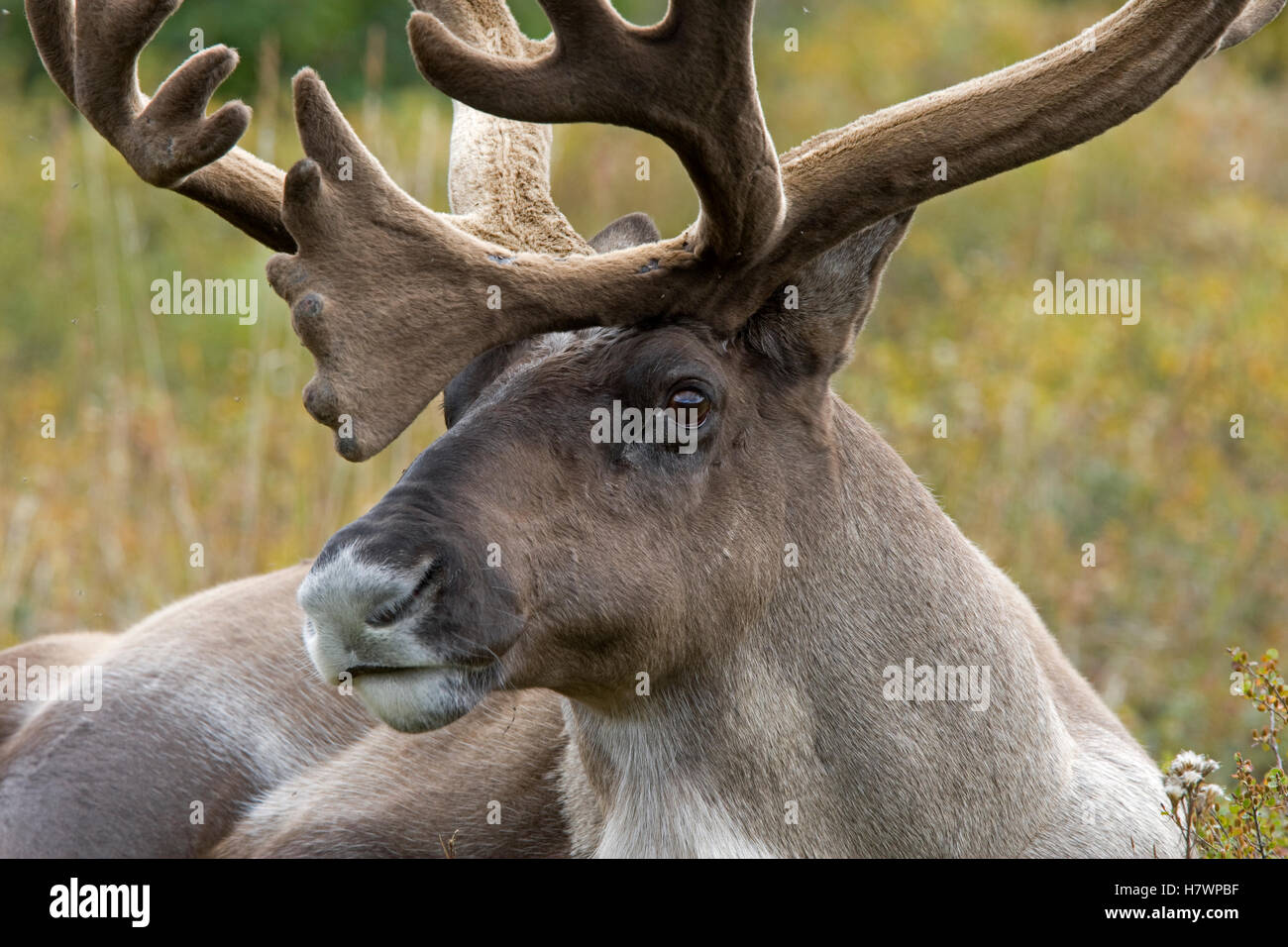 Caribou (Rangifer tarandus) bull in velvet, central Alaska Stock Photo ...