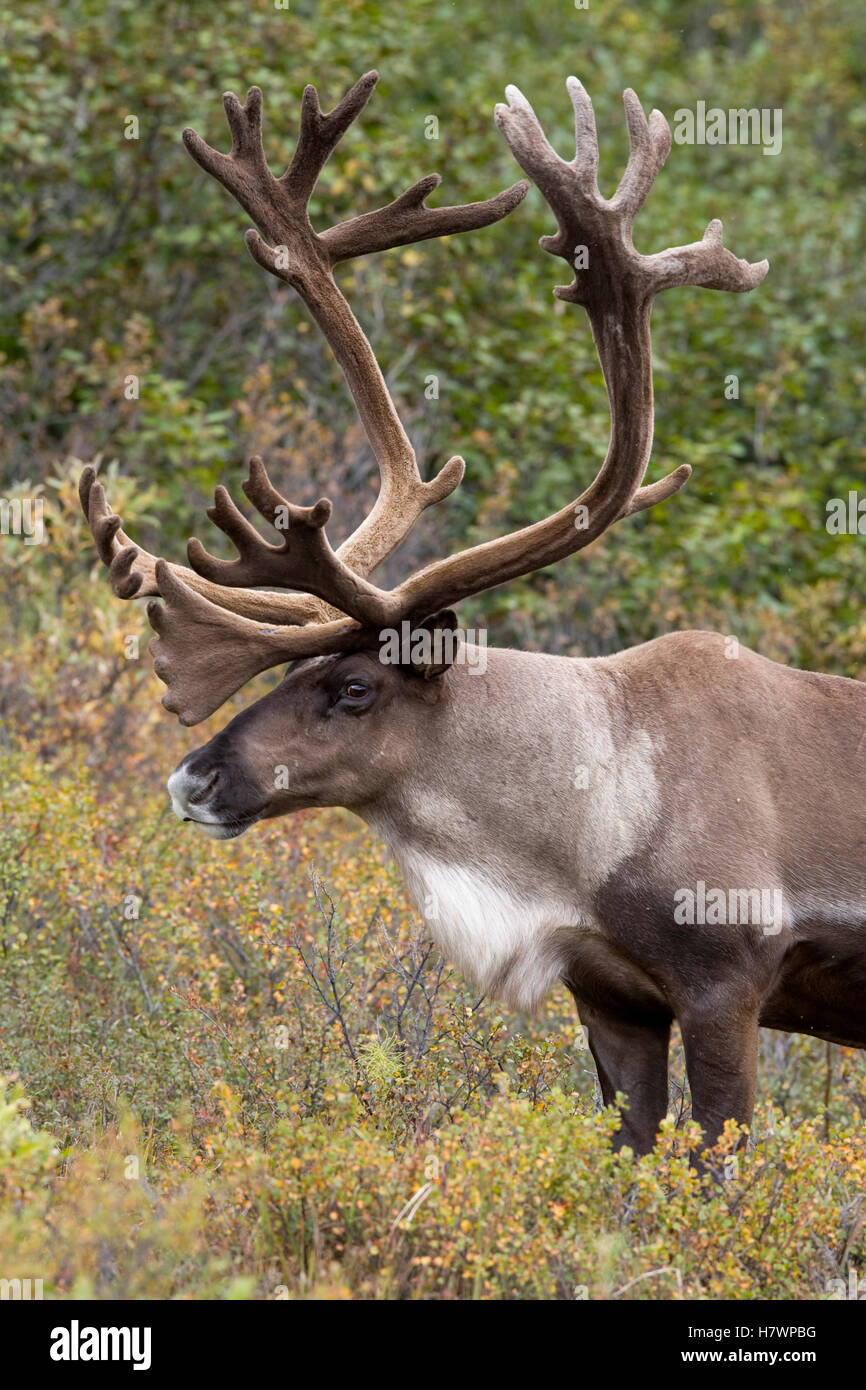 Caribou (Rangifer tarandus) bull in velvet, central Alaska Stock Photo ...