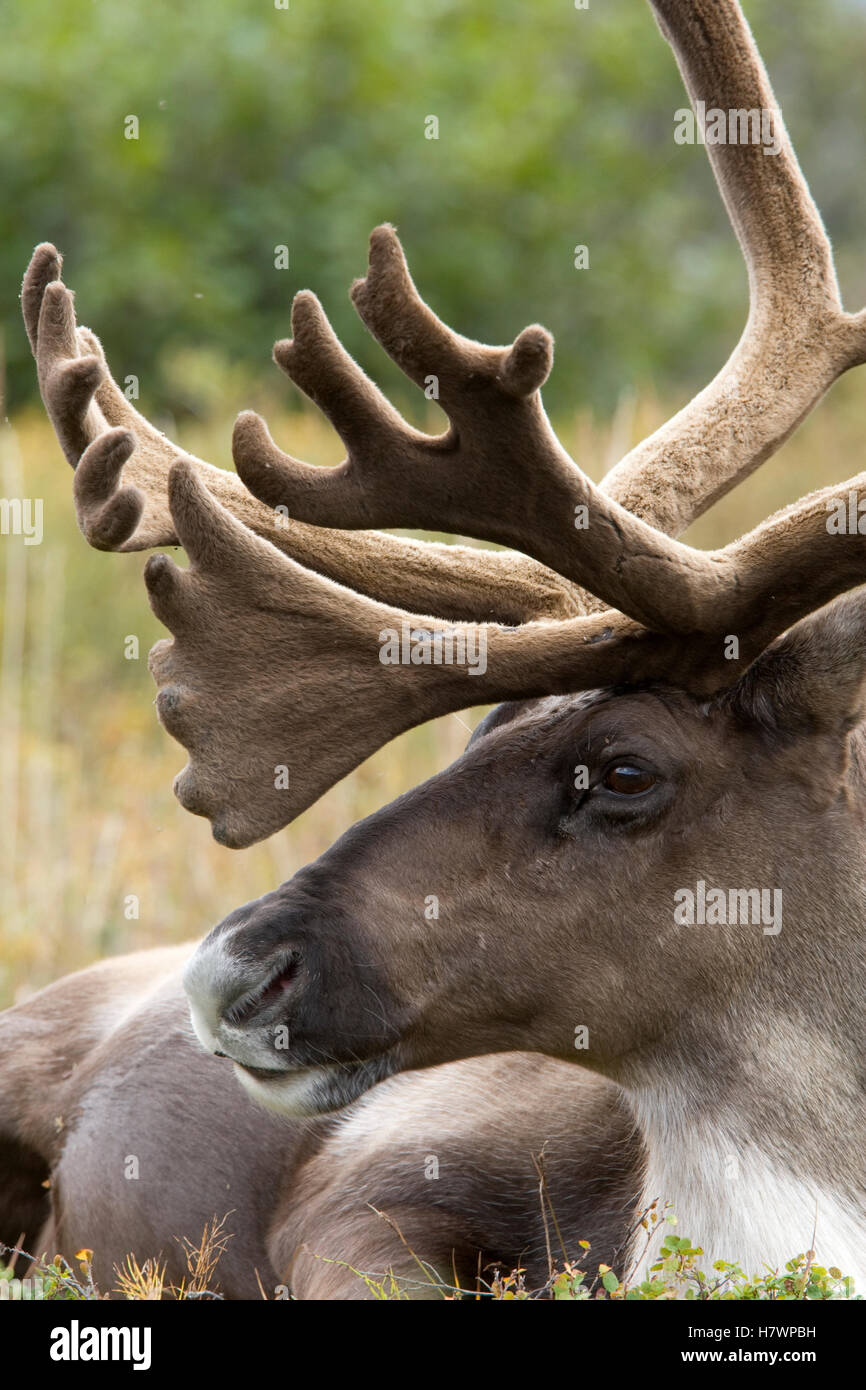 Caribou (Rangifer tarandus) bull in velvet, central Alaska Stock Photo ...