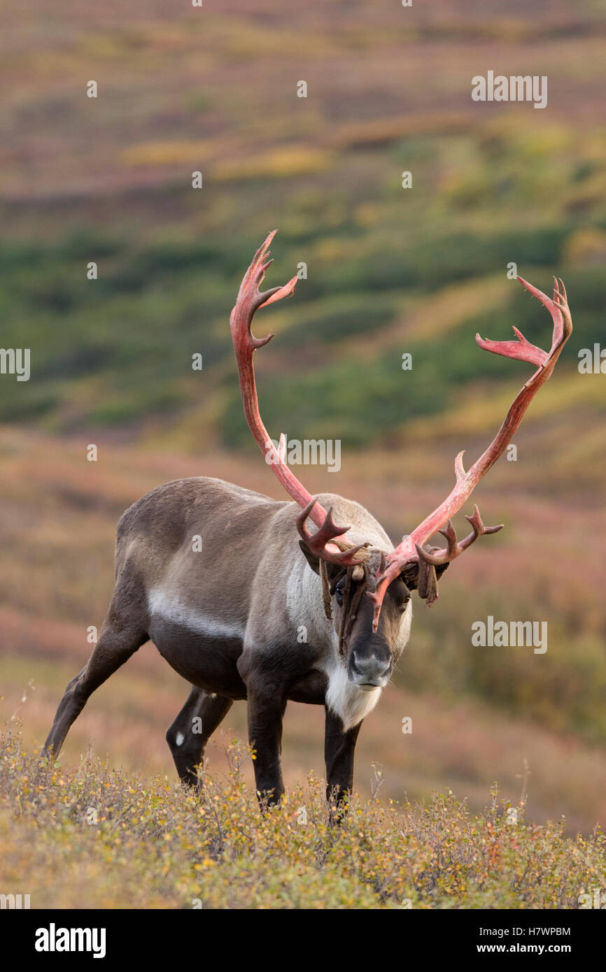Caribou (Rangifer tarandus) bull on tundra shedding velvet from antlers ...