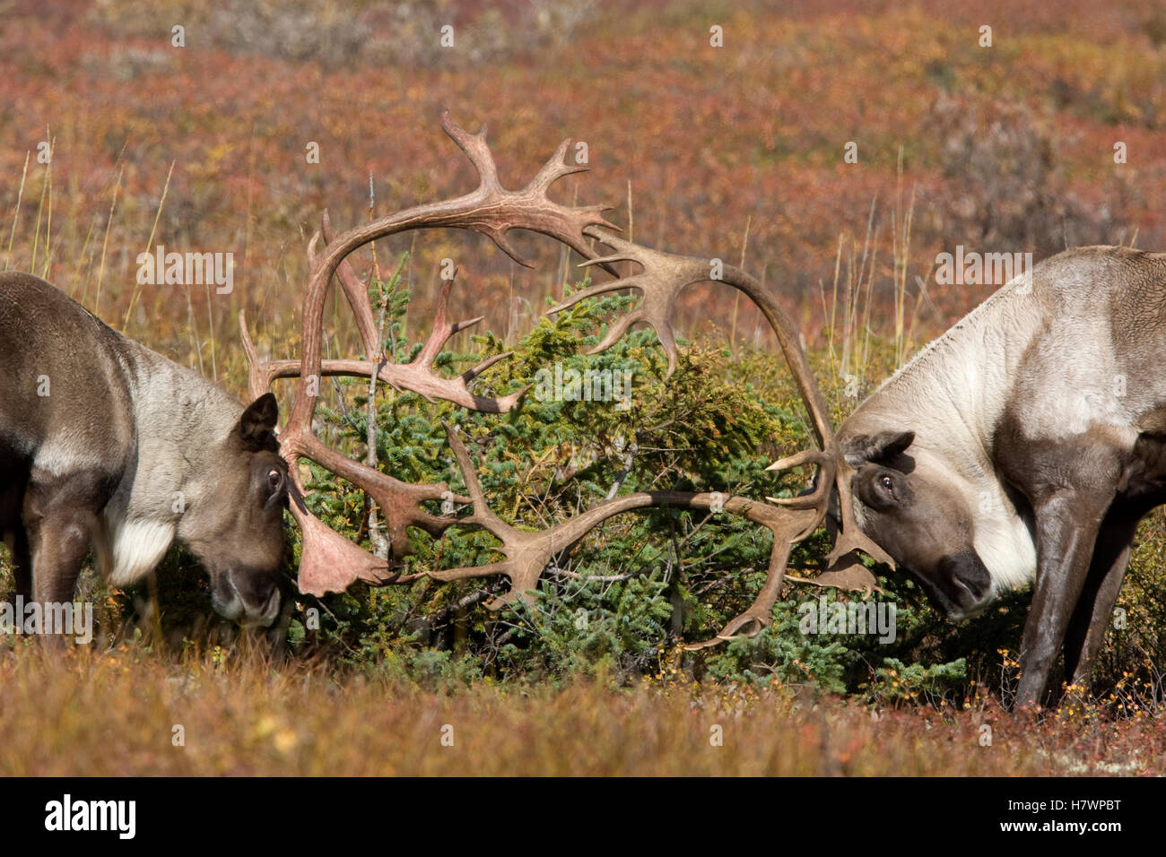 Caribou (Rangifer tarandus) bulls fighting, central Alaska Stock Photo ...